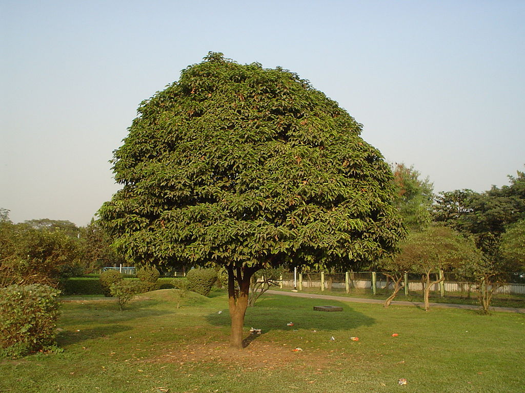 આંબો – Gujarati Vishwakosh – ગુજરાતી વિશ્વકોશ