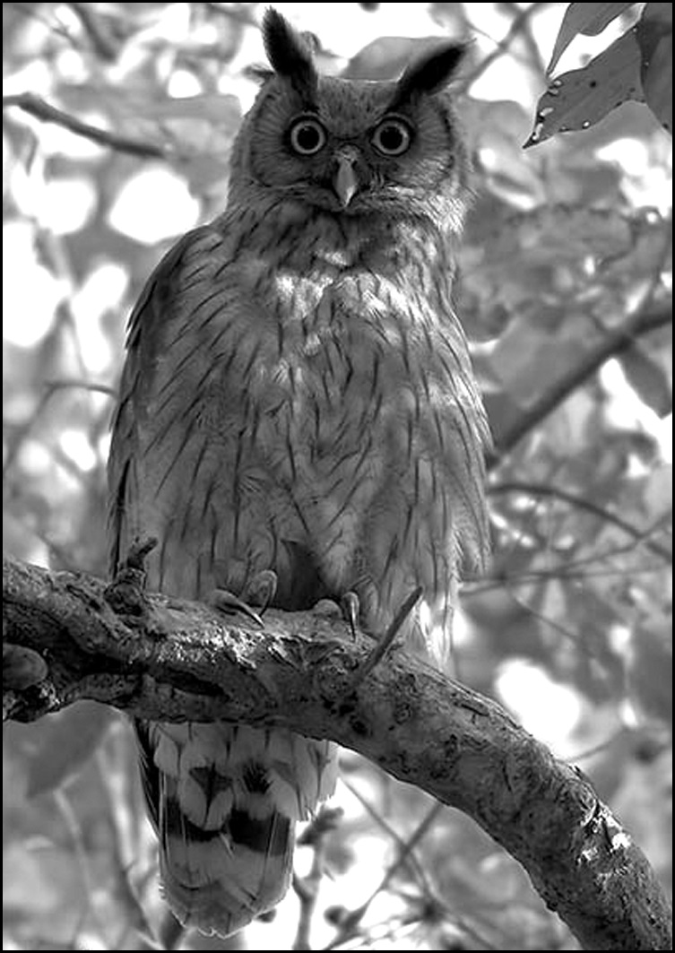 ઘુવડ (owl) – Gujarati Vishwakosh – ગુજરાતી વિશ્વકોશ