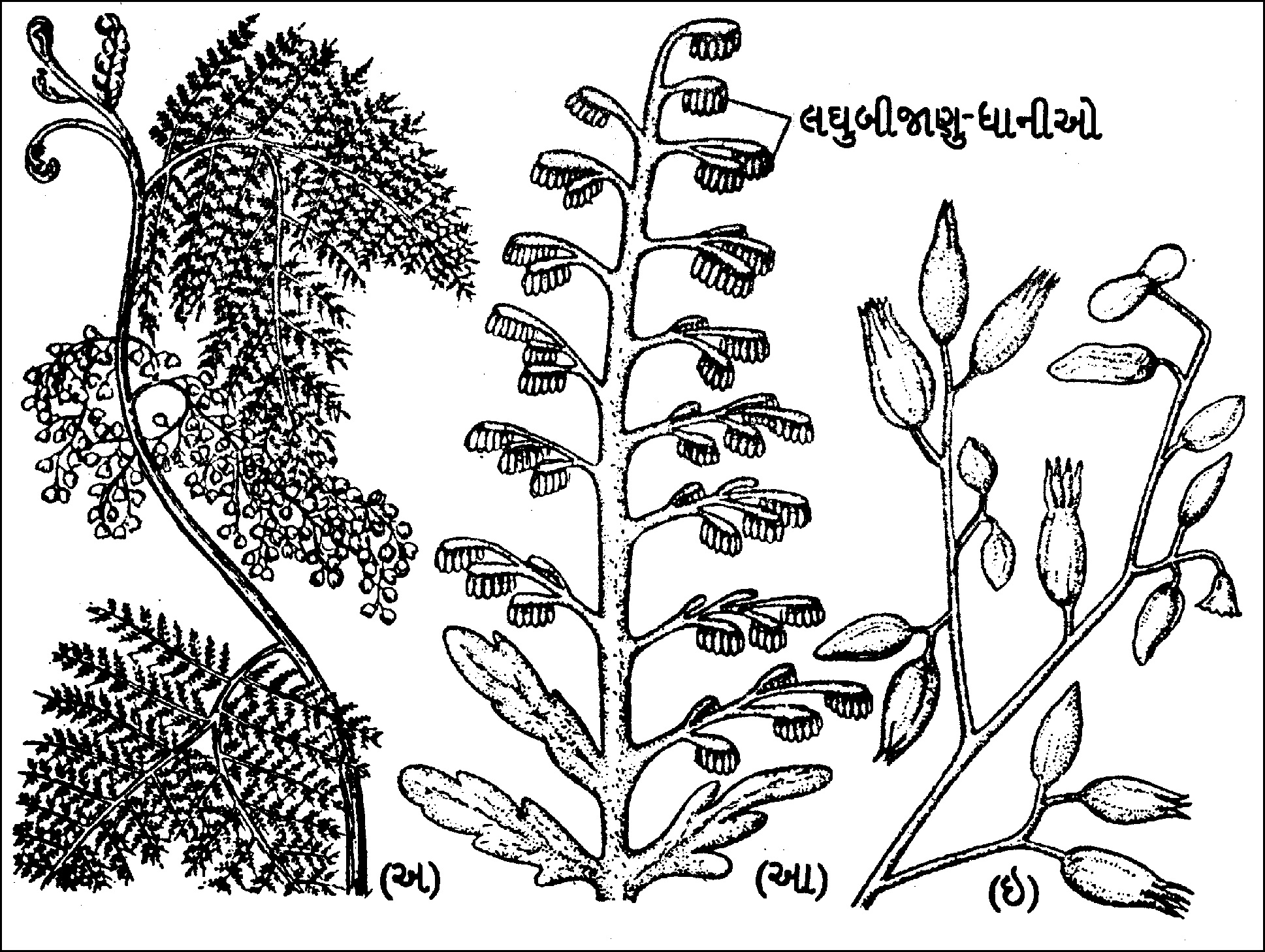 સાયકેડોફિલિકેલ્સ – Gujarati Vishwakosh – ગુજરાતી વિશ્વકોશ