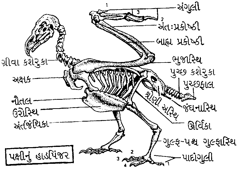પક્ષી – Gujarati Vishwakosh – ગુજરાતી વિશ્વકોશ